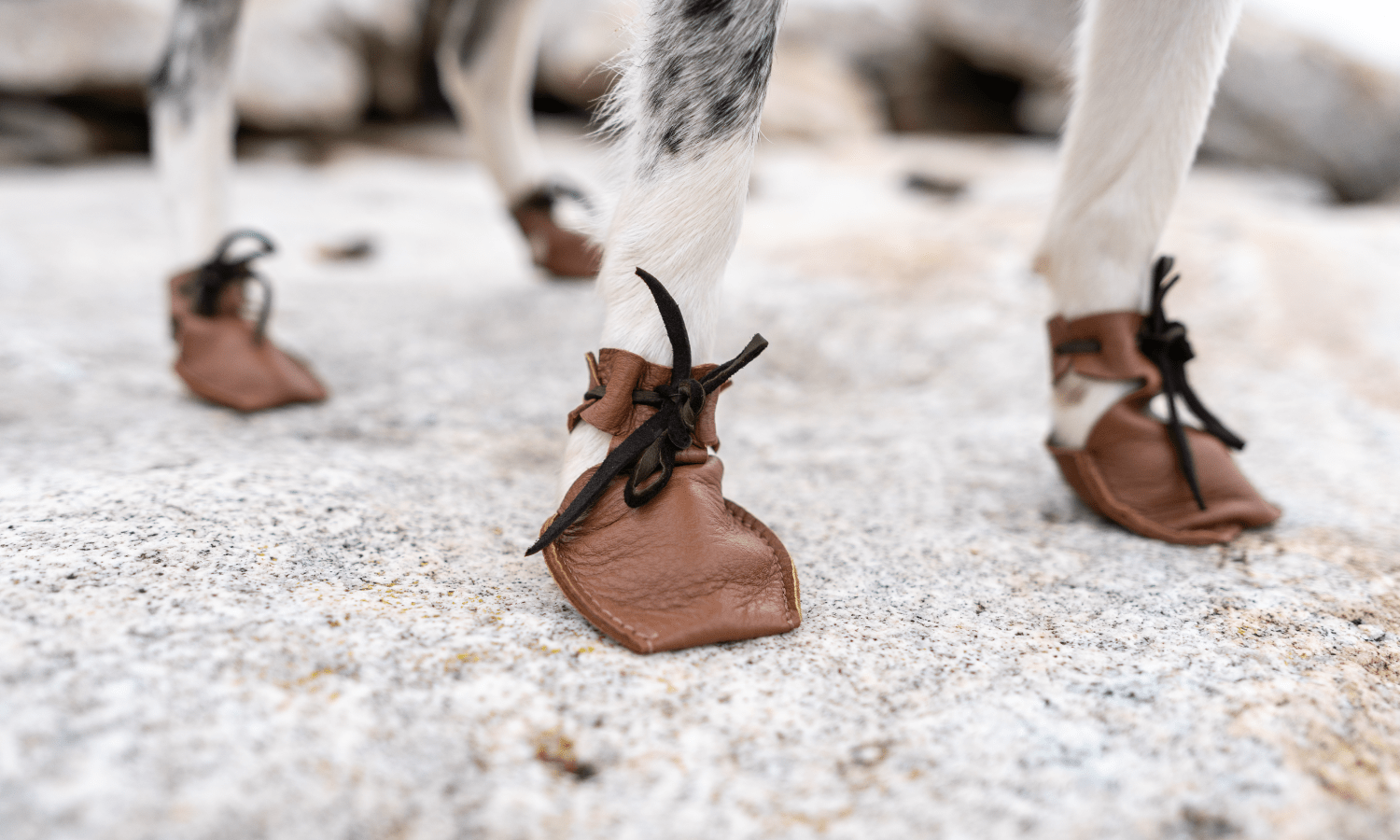 Leather Dog Shoes For All Dogs | Dog Mocs | Best Shoes For Walking Dogs